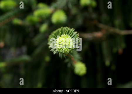fresh shoots of a fir tree in spring Stock Photo - Alamy