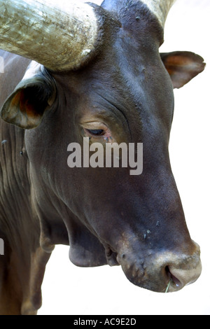 Ox of the Watussi (Bos taurus Stock Photo - Alamy