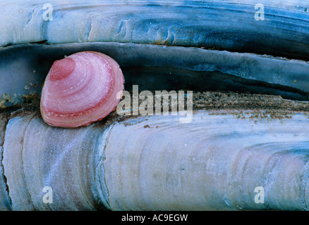Baltic tellin (Macoma balthica) shells on beach along the North Sea ...