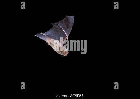 Common pipistrelle (Pipistrellus pipistrellus) in flight at night ...