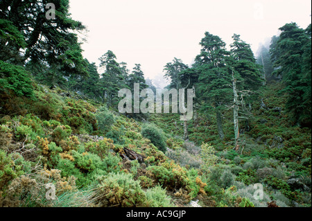 Fir tree forest Alies pinsapo at Grazalema Cadiz Spain Stock Photo - Alamy