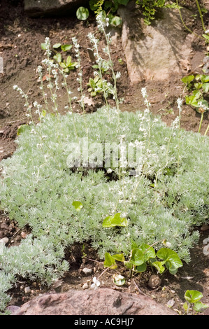 Artemisia schmidtiana 'Nana' Stock Photo - Alamy