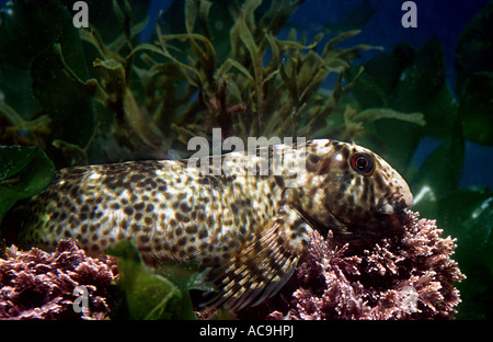 Rock pool blenny in dark breeding colour Parablennius sanguinolentus ...