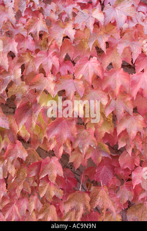 Autumn colour Ivy Stock Photo - Alamy