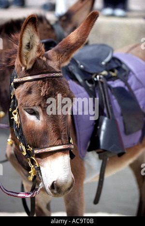 Donkey ride on the beach in front of Blackpool Tower Blackpool Fylde ...