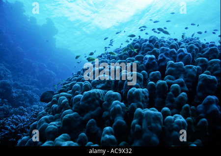 Large piece of pore coral in the Red Sea, Egypt Stock Photo - Alamy