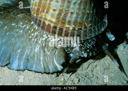 A partridge tun shell, Tonna perdix, moving about the reef at night ...