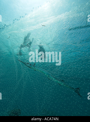 Fisher catch Pacific needlefish with a net, Philippines Stock Photo - Alamy