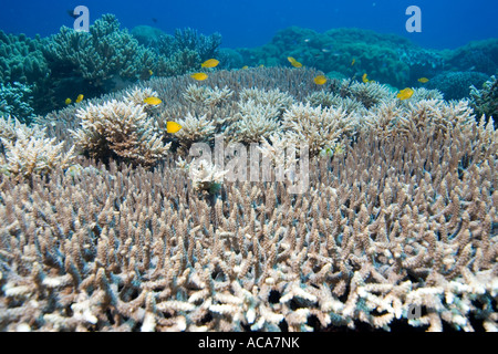 Stony coral Acropora hyacinthus, Philippines, Pacific Ocean Stock Photo ...
