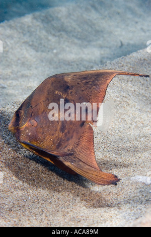 Circular Spadefish Platax orbicularis Juvenile Stock Photo - Alamy