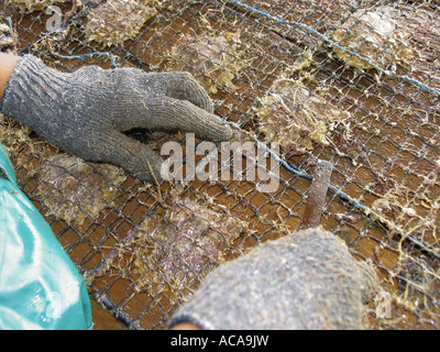 Balinese cleaning young oysters on a floating oyster farm, Indonesia ...