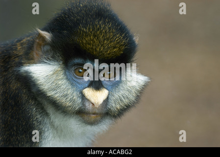 Red-tailed guenon (Cercopithecus ascanius Stock Photo - Alamy