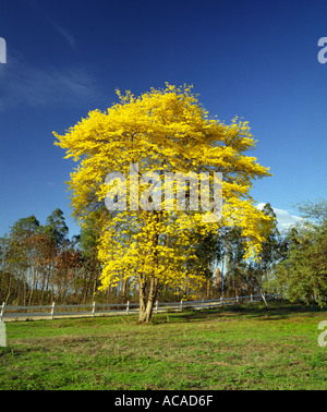 Tabebuia chrysantha or yellow guayacan tree at panama city Stock Photo ...