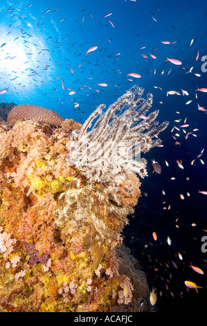 School of Anthias, Pseudanthias sp, with sun in background, Cannibal ...