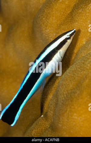 Bluestreak Cleaner Wrasse, Labroides dimidiatus, cleaning Bluestreak ...