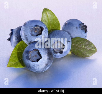 Heidelbeeren, Heidelbeere, blaue Beeren, Blaubeeren, Heilpflanzen ...