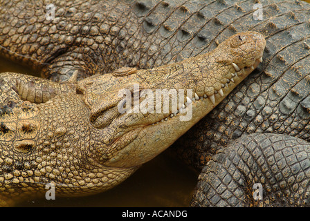 Young Estuarine Crocodiles (Saltwater Crocodiles), Crocodylus porosus, Sarawak, Malaysia Stock ...
