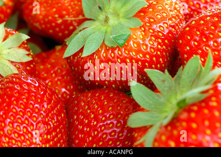 Close-ups of seasonal strawberries on white background. Strawberries ...