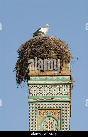 White Stork in Nest, Chellah, Morocco Stock Photo - Alamy