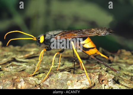 Giant Horntail or Woodwasp (Urocerus gigas) adult female laying eggs in ...