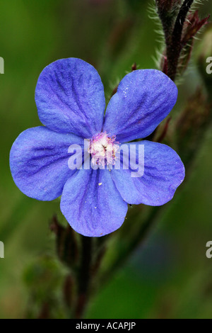 Italian Bugloss (Anchusa azurea), Italian Alkanet, Large Blue Alkanet ...