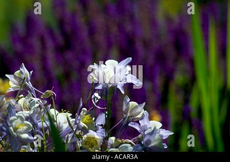 Blue Columbine, (columbine Aquilegia caerulea) Colorado’s state flower ...