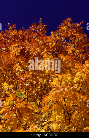 Field Maple (Acer campestre) turning Autumn leaves Stock Photo - Alamy