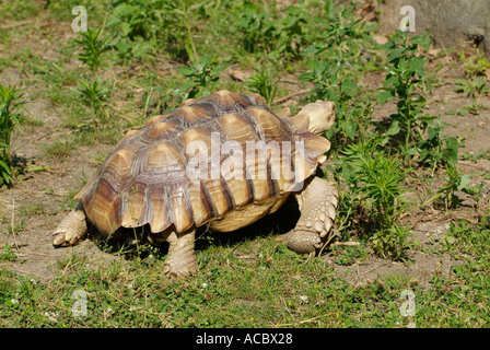 African spour thighed tortoise at the Potter Park Zoo Lansing Michigan ...