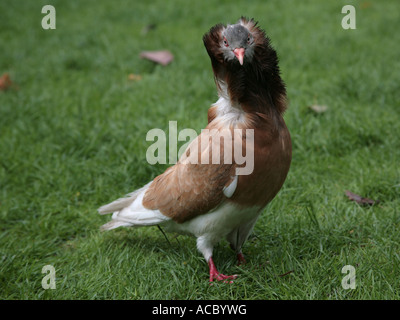 A fancy pigeon with a large ruff around the neck Stock Photo - Alamy