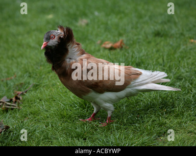 A fancy pigeon with a large ruff around the neck Stock Photo - Alamy