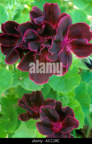 Pelargonium Lord Bute regal Stock Photo - Alamy