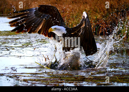 Bald eagle swooping to water to catch fish Stock Photo - Alamy