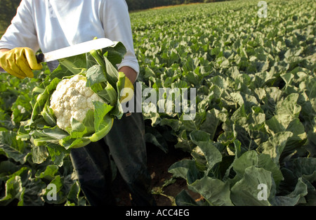Trimming a cauliflower at harvest time on a Belgian farm Stock Photo ...