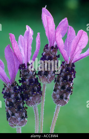 LAVANDULA STOECHAS SUBSP PEDUNCULATA AVONVIEW, BUTTERFLY LAVENDER ...