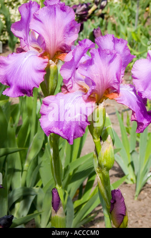 Violet iris flowers blooming Stock Photo - Alamy