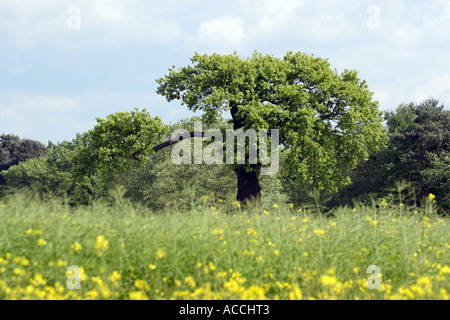 The Kings Oak tree at Boscobel House after lightning damage Stock Photo ...