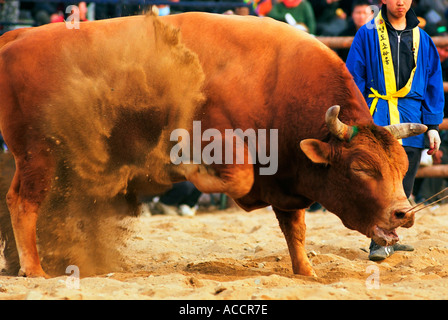 The International Bullfighting Festival in Cheongdo South Korea Stock ...