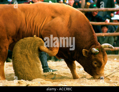 The International Bullfighting Festival in Cheongdo South Korea Stock ...