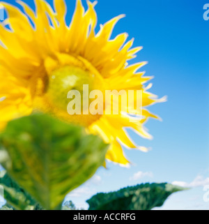 flower of sunflower, view from below upwards, against background of ...