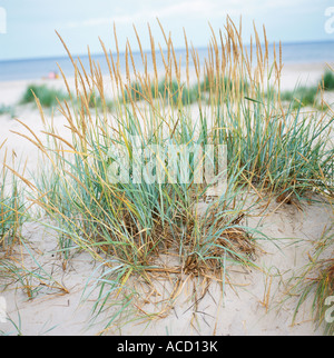 Close-up of a tuft of grass on a mound of earth Stock Photo - Alamy