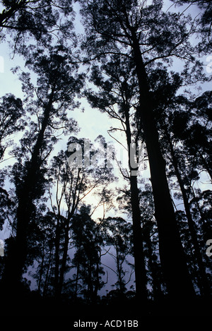 Mountain ash, Eucalyptus regnans, in rain forest - the tallest ...