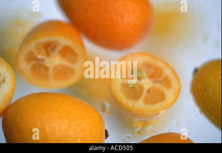 Malayan Kumquat Fortunella polyandra Stock Photo - Alamy