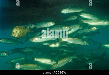 Mullet, Crystal River (Mugil curema), Florida, Mullet, USA Stock Photo ...