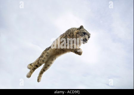 Snow leopard (Panthera uncia) jumping off a rocky cliff into the winter ...