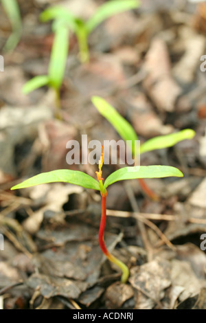 Maple (Acer sp) sapling growing amongst flowering Wood anemones ...