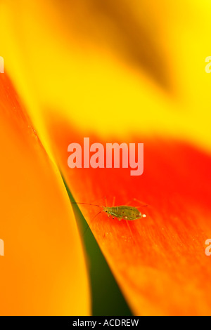 Green aphids on Flower tulip purple pest Stock Photo - Alamy