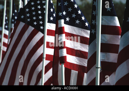 Flags celebrating Veteran's Day Eagle City Park, Ada County, Idaho, USA ...