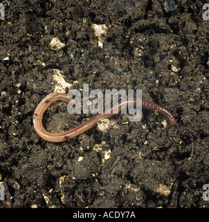 Earthworm (Lumbricus terrestris) on surface of ground in among grasses ...
