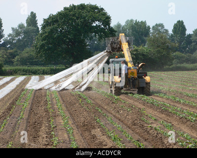 Removing plastic covers from a field of growing maize Stock Photo - Alamy