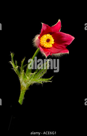 Pasque Flower; Pulsatilla vulgaris; Surrey; UK Stock Photo - Alamy